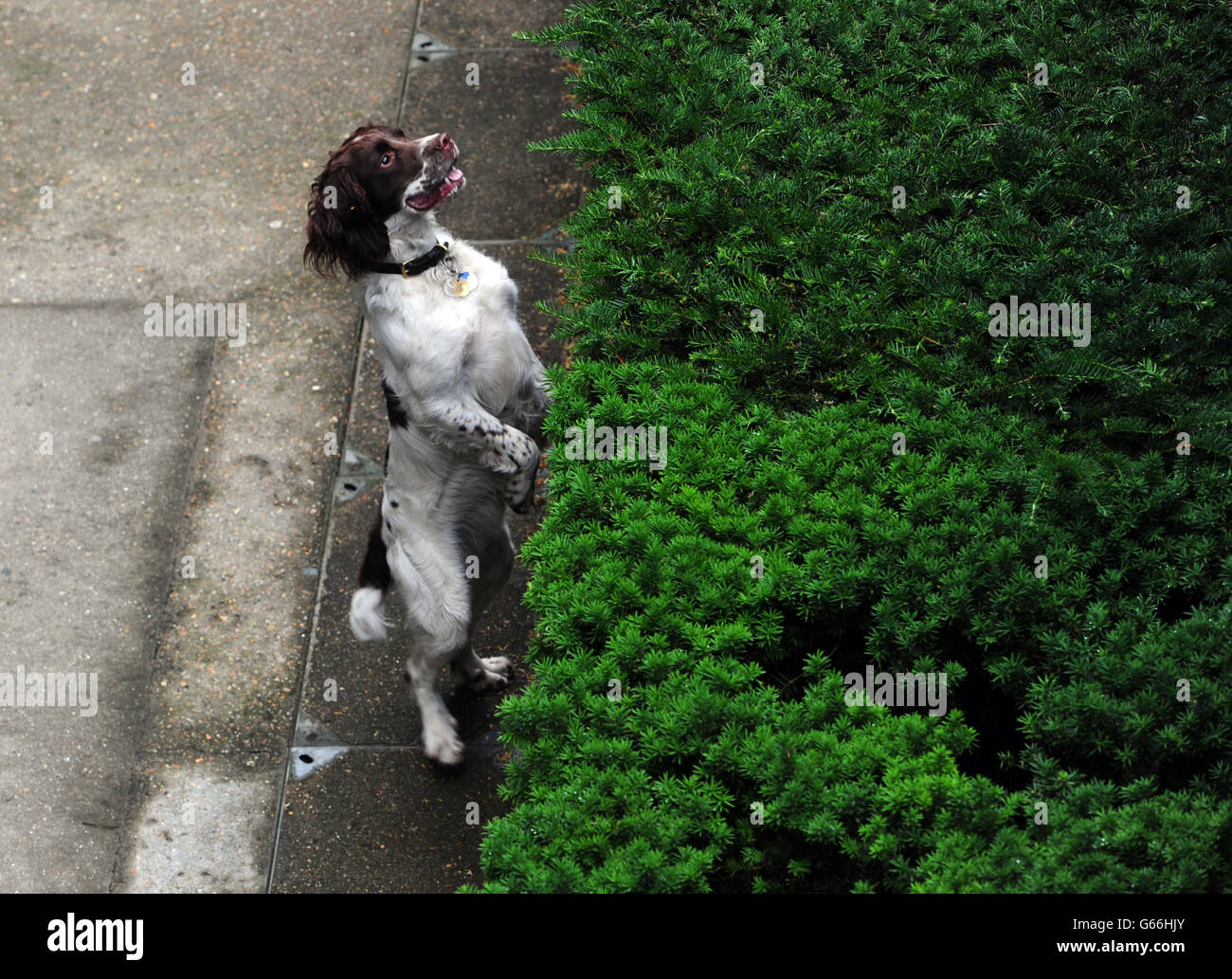 Biggles dog hi-res stock photography and images - Alamy