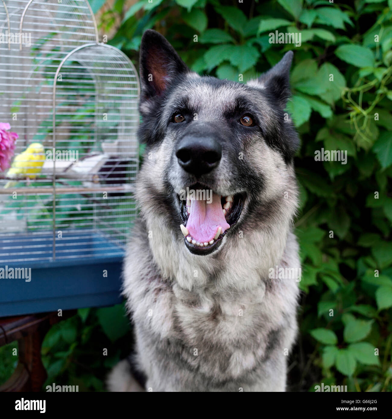 Dog And Budgie Stock Photo - Alamy