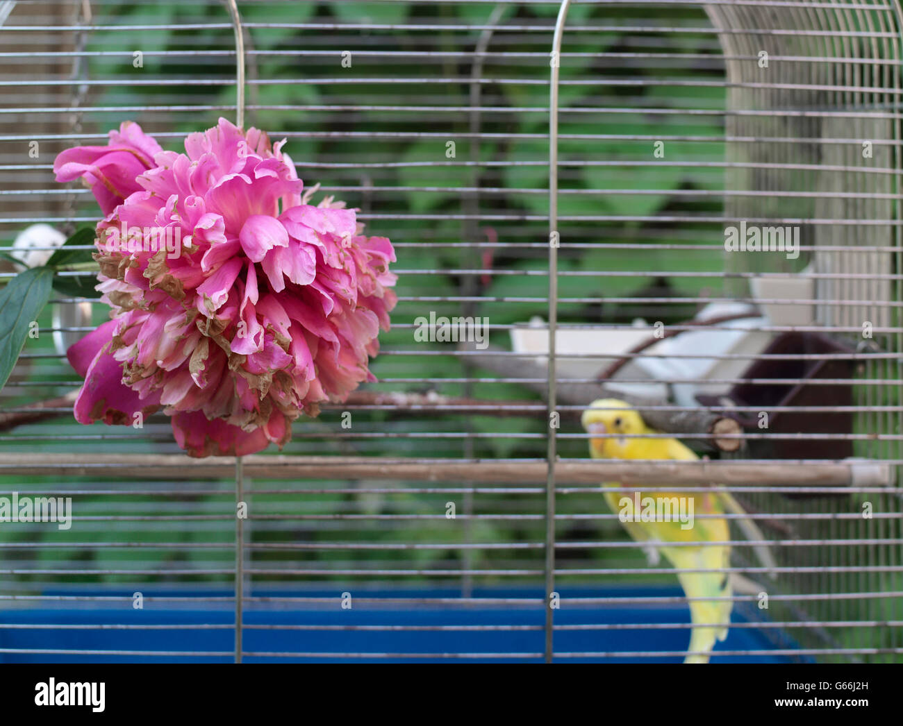 Peonies And Parrot Stock Photo - Alamy