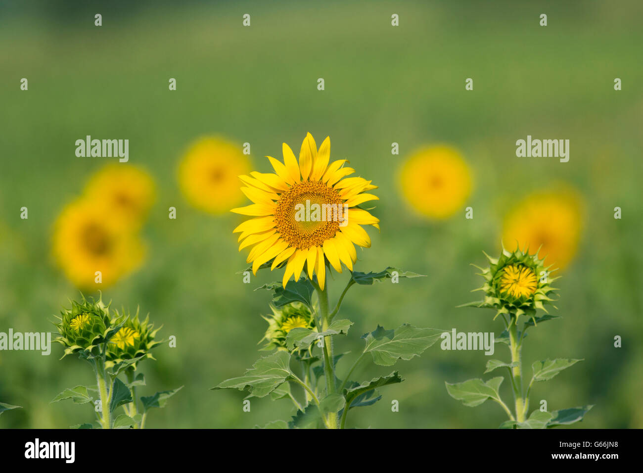 Nice sunflower hi-res stock photography and images - Alamy