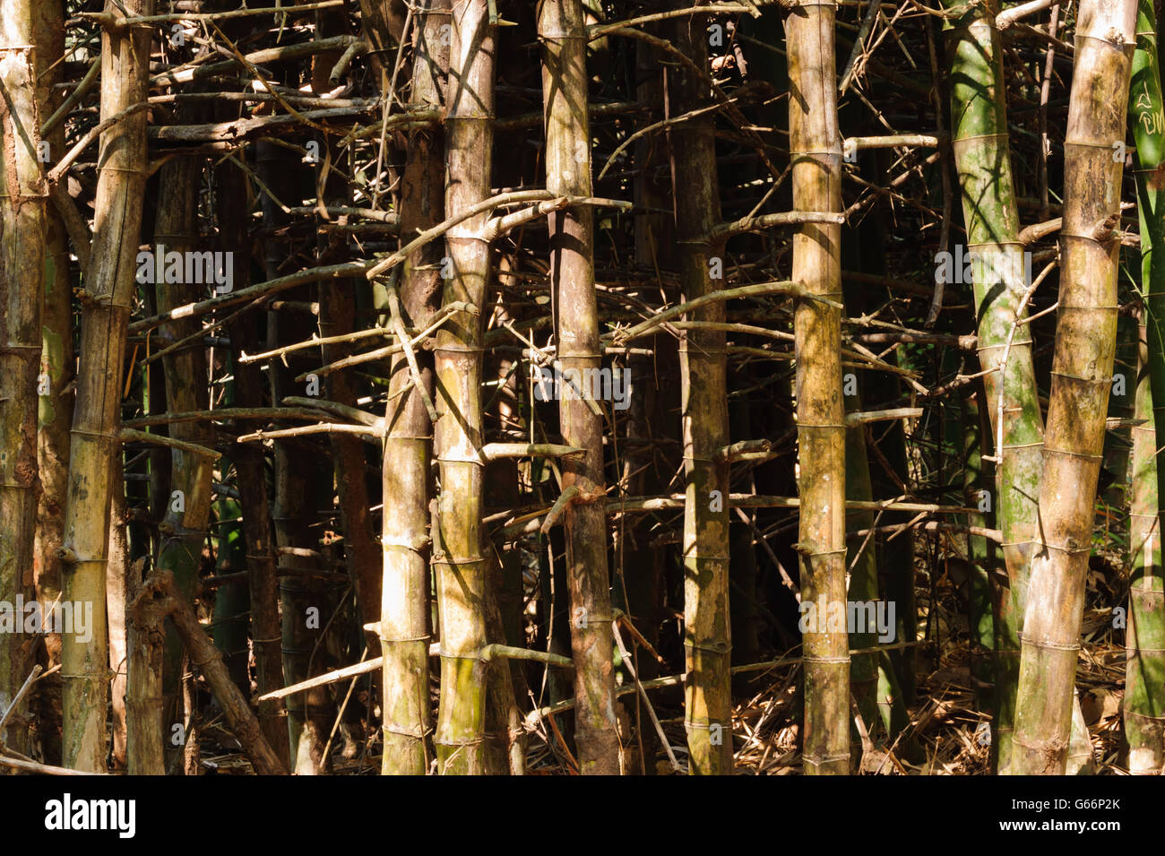 Kanchanaburi tree hi-res stock photography and images - Alamy