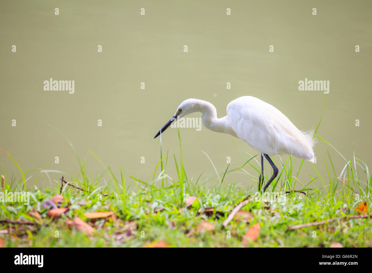 Animals in Wildlife. Side view of white egret go hunting for small fish ...