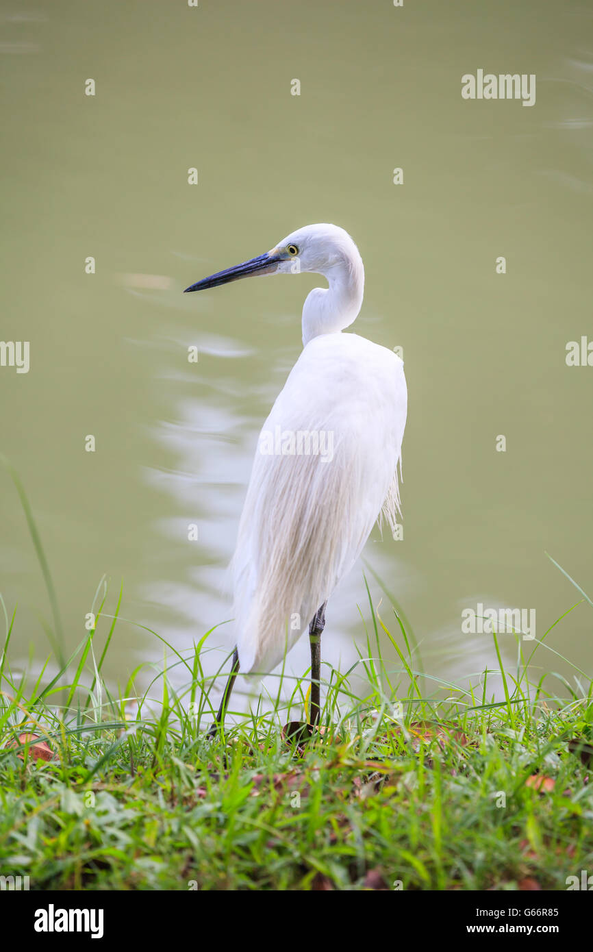 Animals in Wildlife. Back view of white Egret stand on the waterfront ...