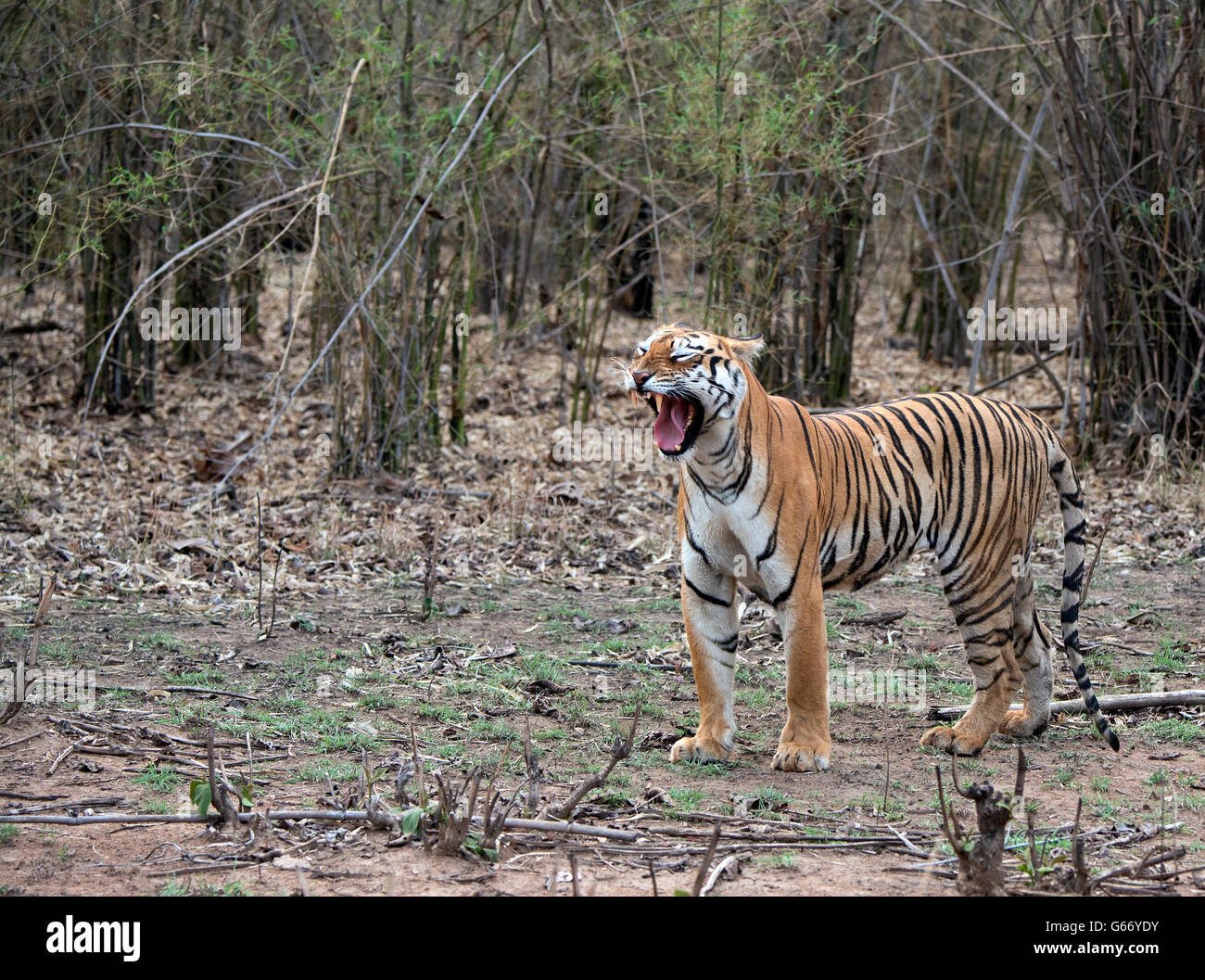 The image of Tiger ( Pnathera tigris ) Maya in Tadoba national park ...