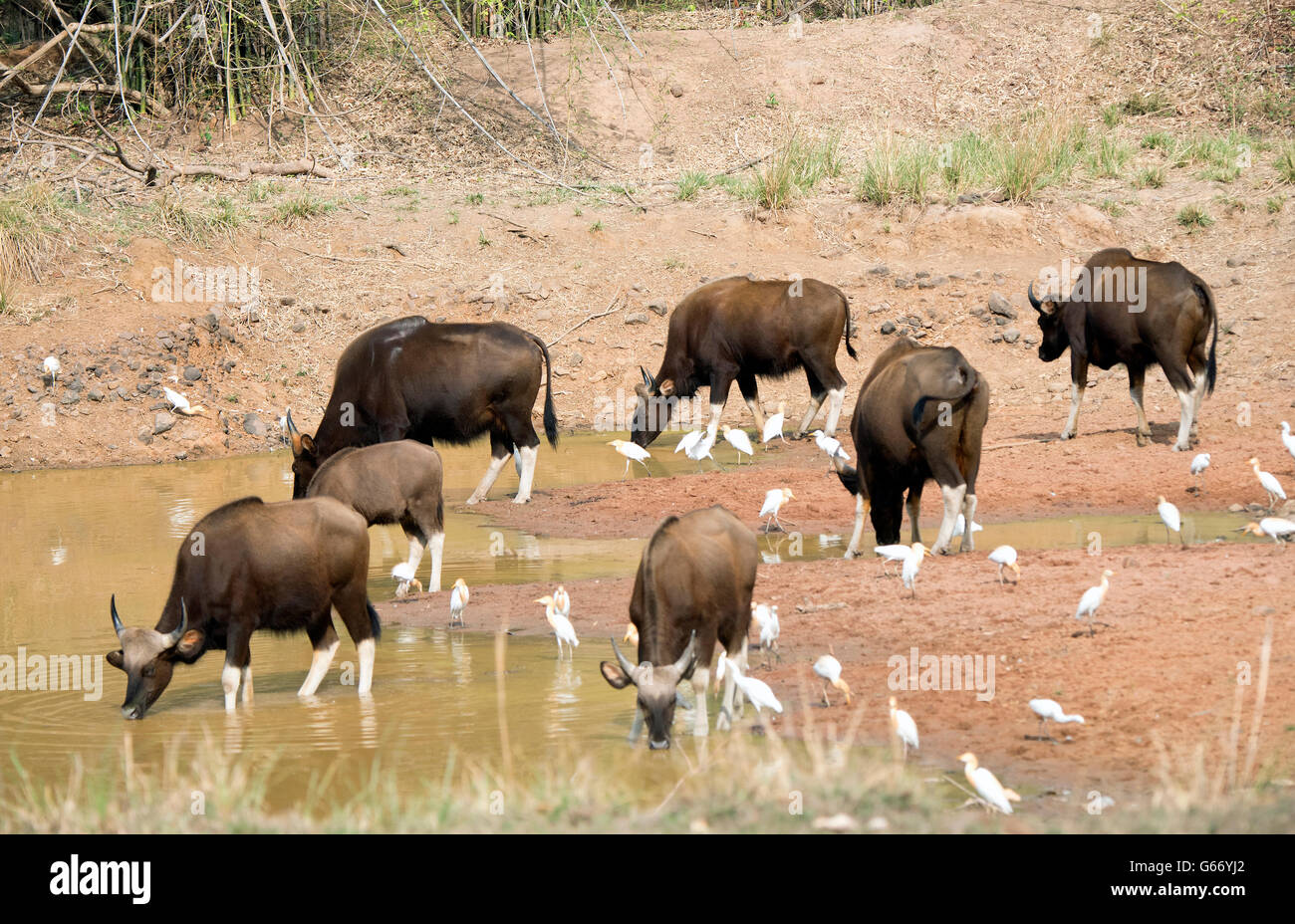 The image of Indian Bison or Guar (Bos gaurus ) in Tadoba national park ...