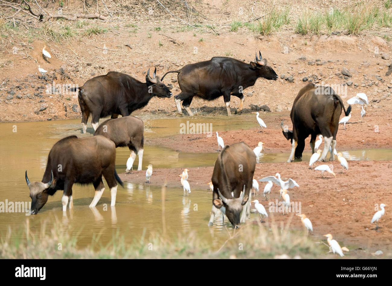 The image of Indian Bison or Guar (Bos gaurus ) in Tadoba national park ...
