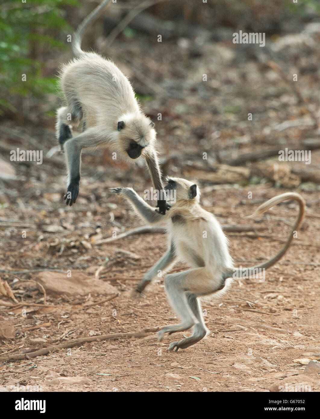 The image of Common Langur ( Semnopithecus entellus ) Playing in Tadoba ...