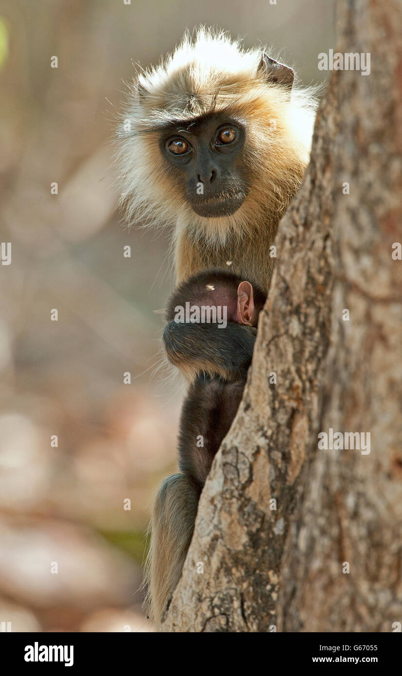 The image of Common Langur ( Semnopithecus entellus ) Portrait in ...