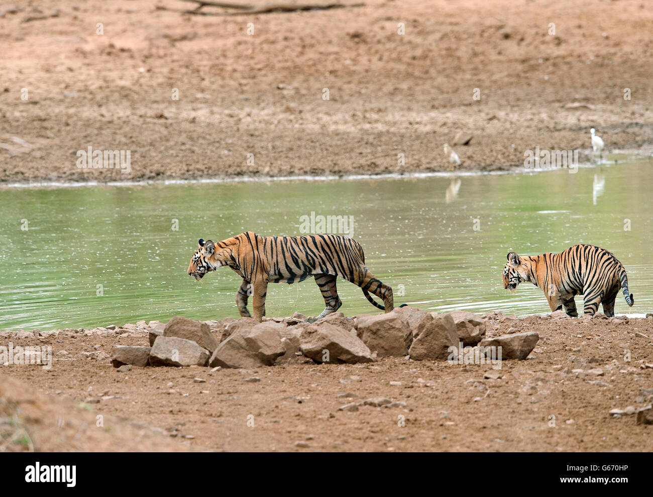 Tiger grooming cubs hi-res stock photography and images - Alamy