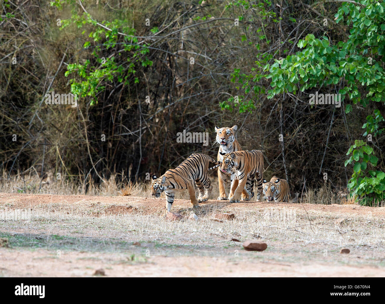 Tiger grooming cubs hi-res stock photography and images - Alamy