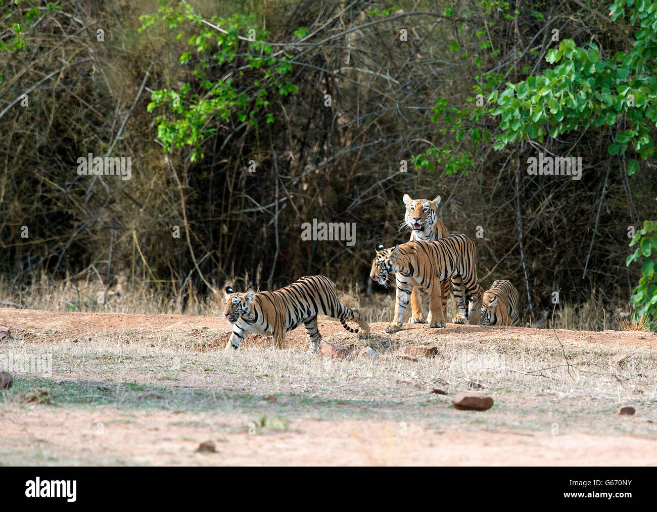 Tiger grooming cubs hi-res stock photography and images - Alamy