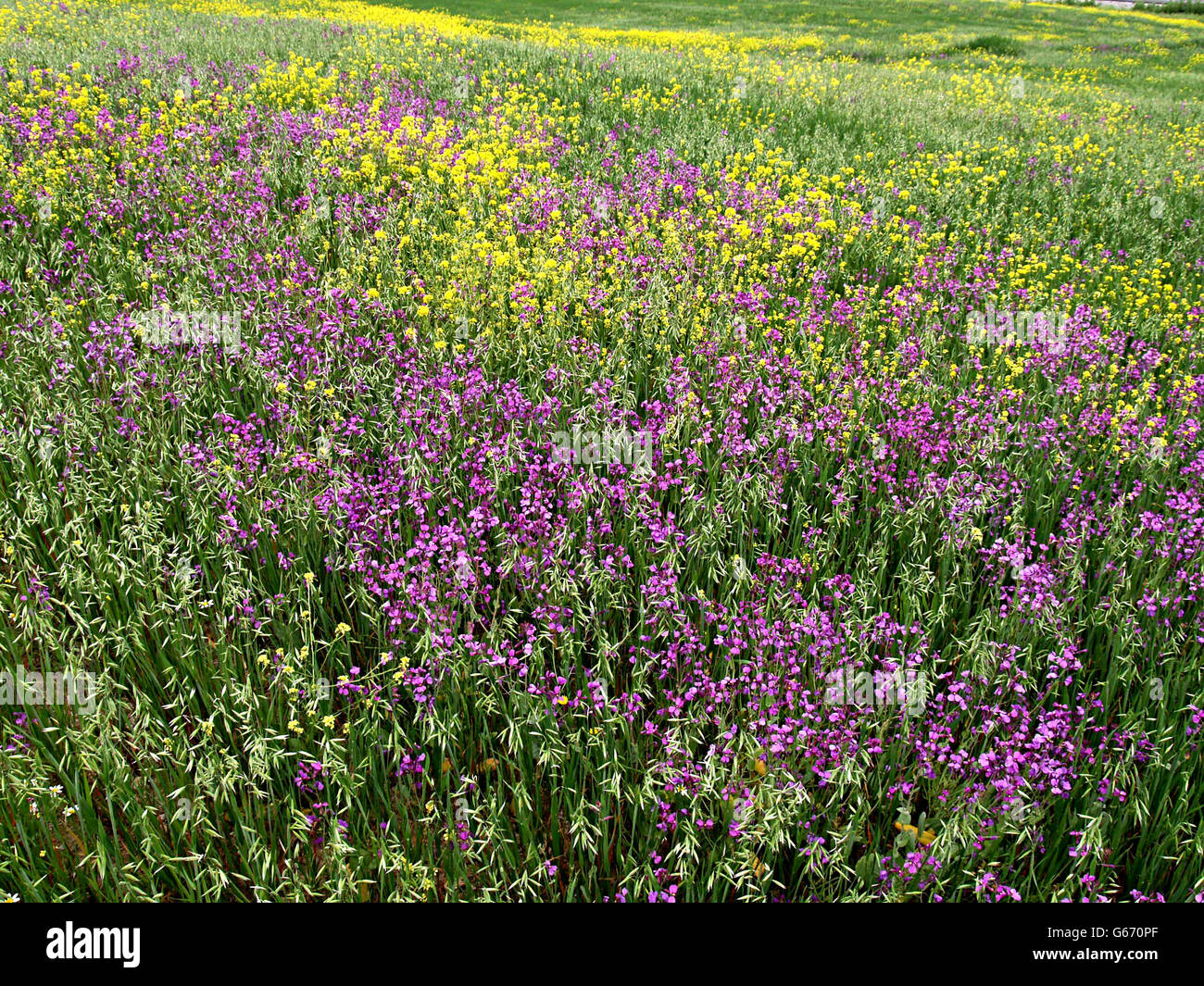 field of oats mixed with wild flowers Stock Photo - Alamy