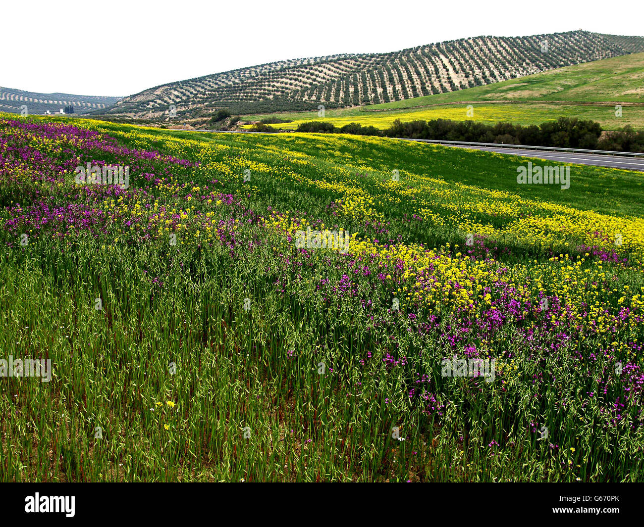 field of oats mixed with wild flowers Stock Photo - Alamy