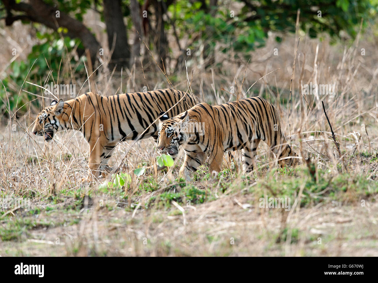 Tiger grooming cubs hi-res stock photography and images - Alamy