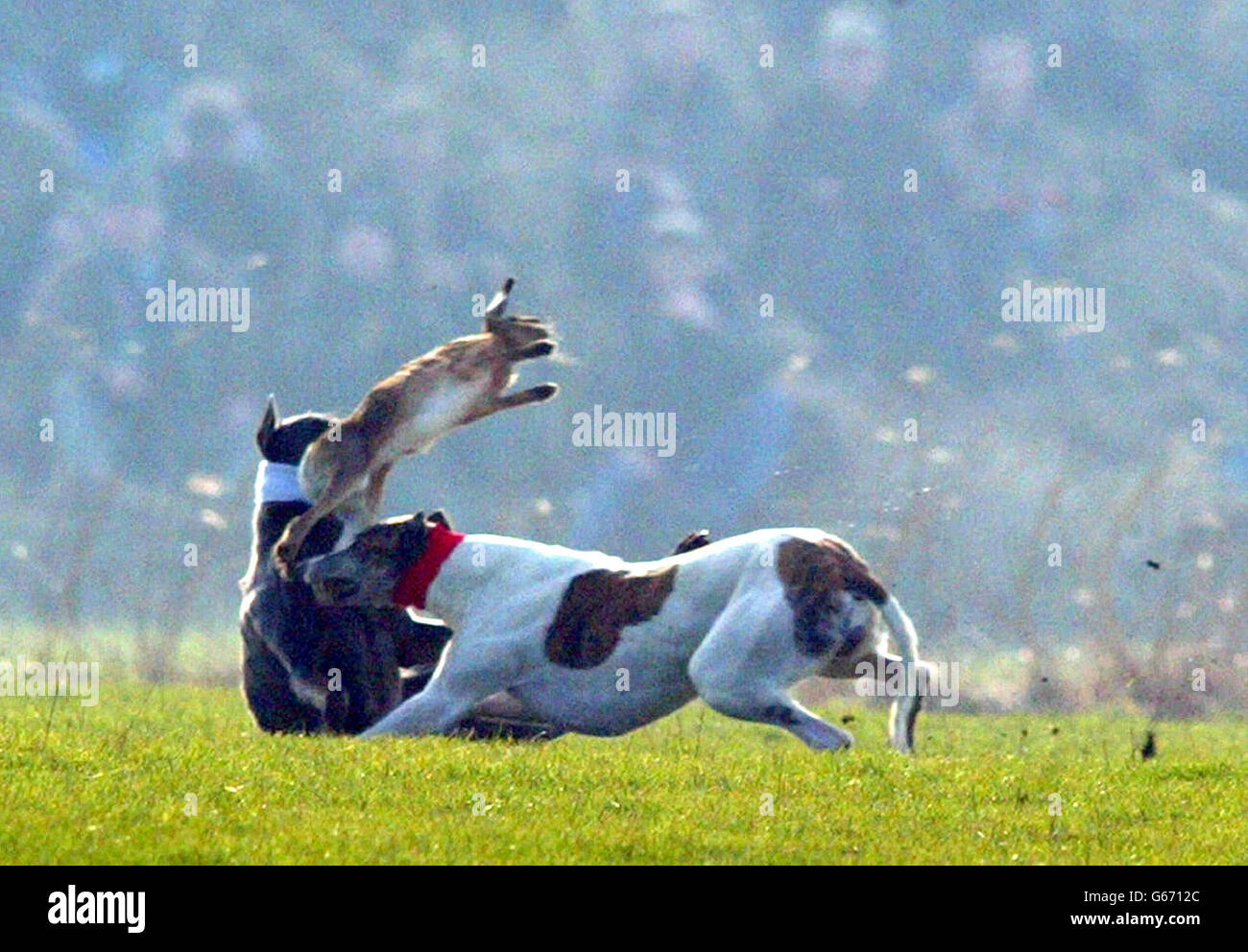 The Waterloo Cup - Hunting Stock Photo - Alamy