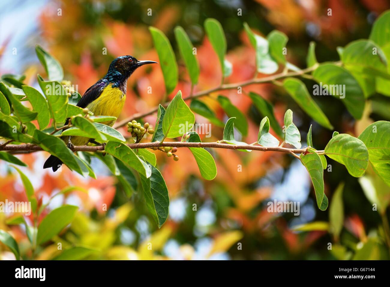 Common sunbird hi-res stock photography and images - Alamy