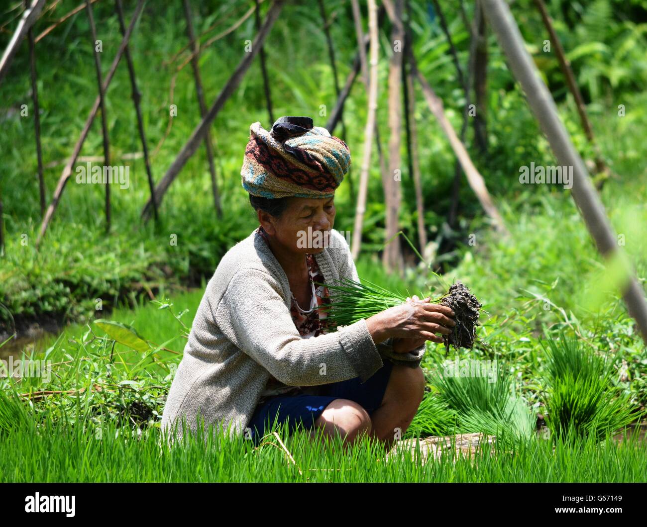 A Balinese field worker tending to a rice paddy field Stock Photo - Alamy