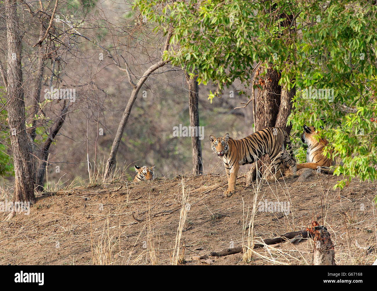 Tiger maya hi-res stock photography and images - Alamy