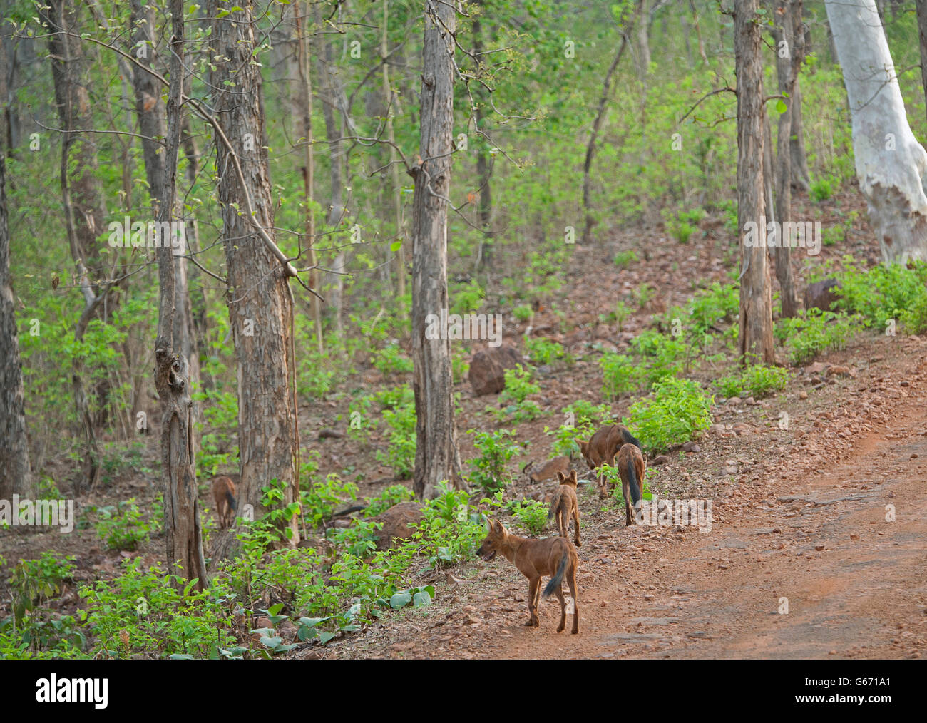 Cuon alpinus hi-res stock photography and images - Alamy