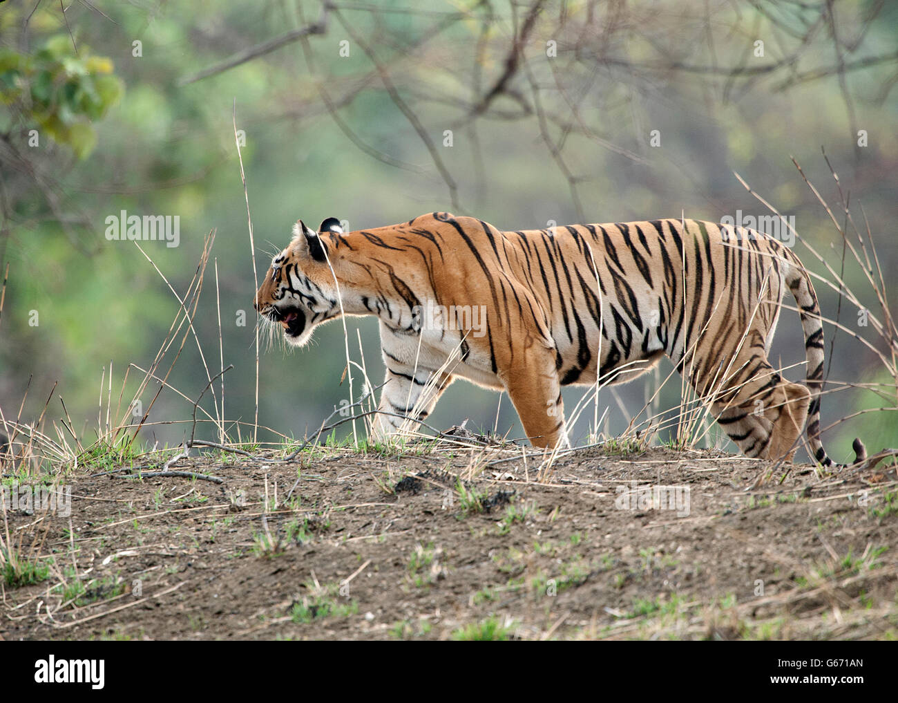 The image of Maya Tigress ( Panthera tigris ) Tadoba national park ...