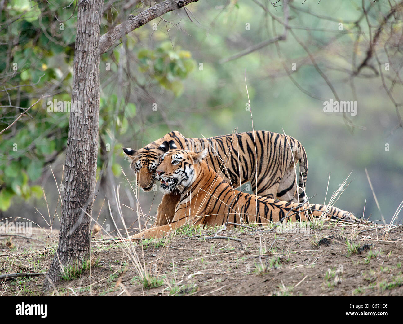 The image of Maya Tigress ( Panthera tigris ) with cub in Tadoba ...