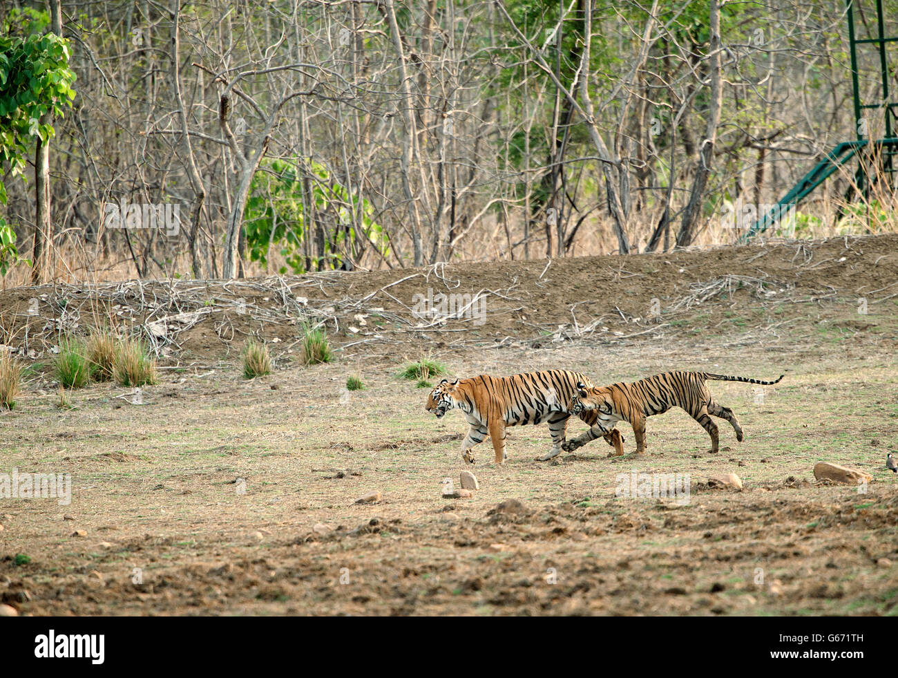 The image of Maya Tigress ( Panthera tigris ) with cub in Tadoba ...