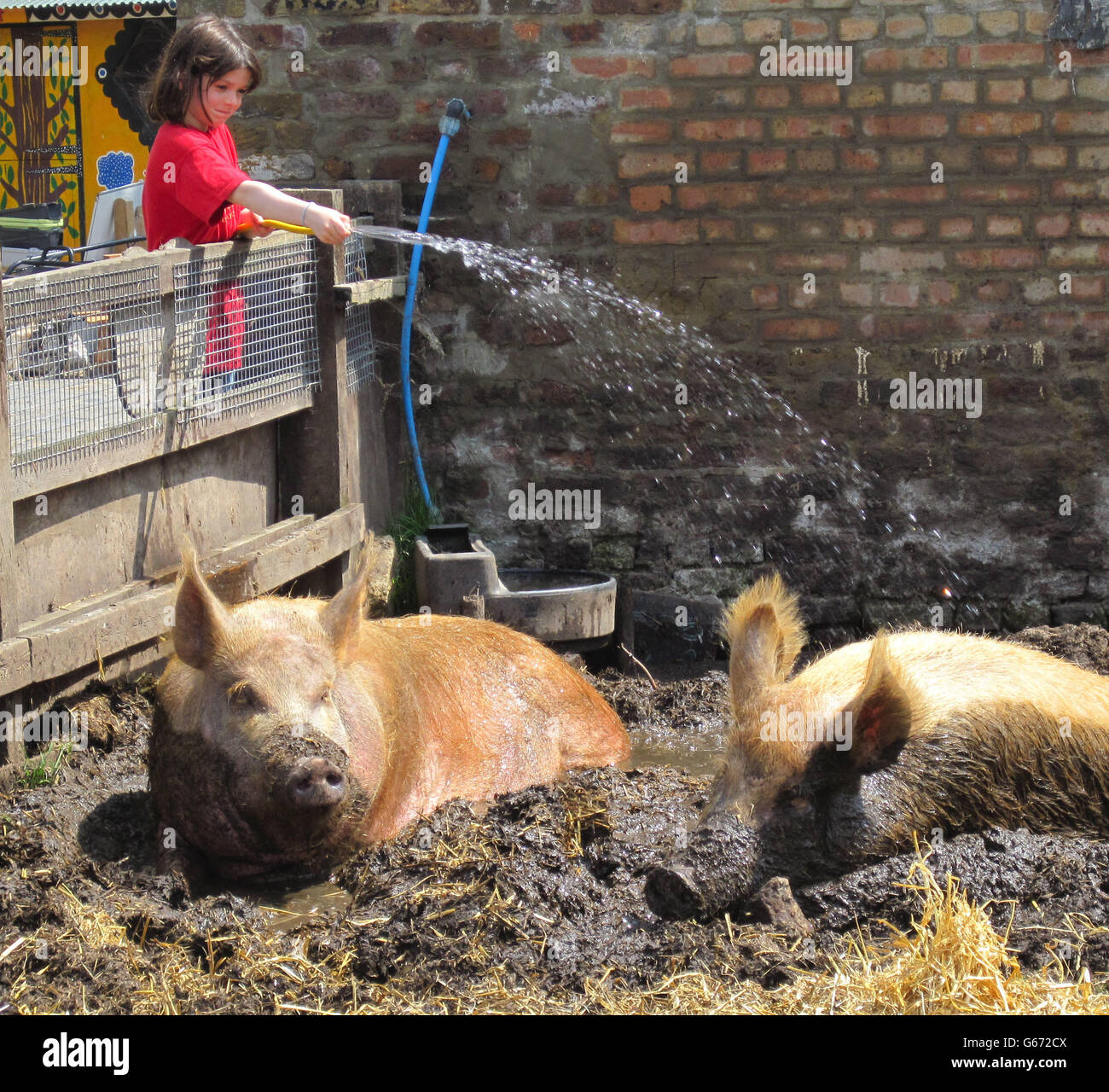 Spraying tamworth rare breed pigs hi-res stock photography and images ...
