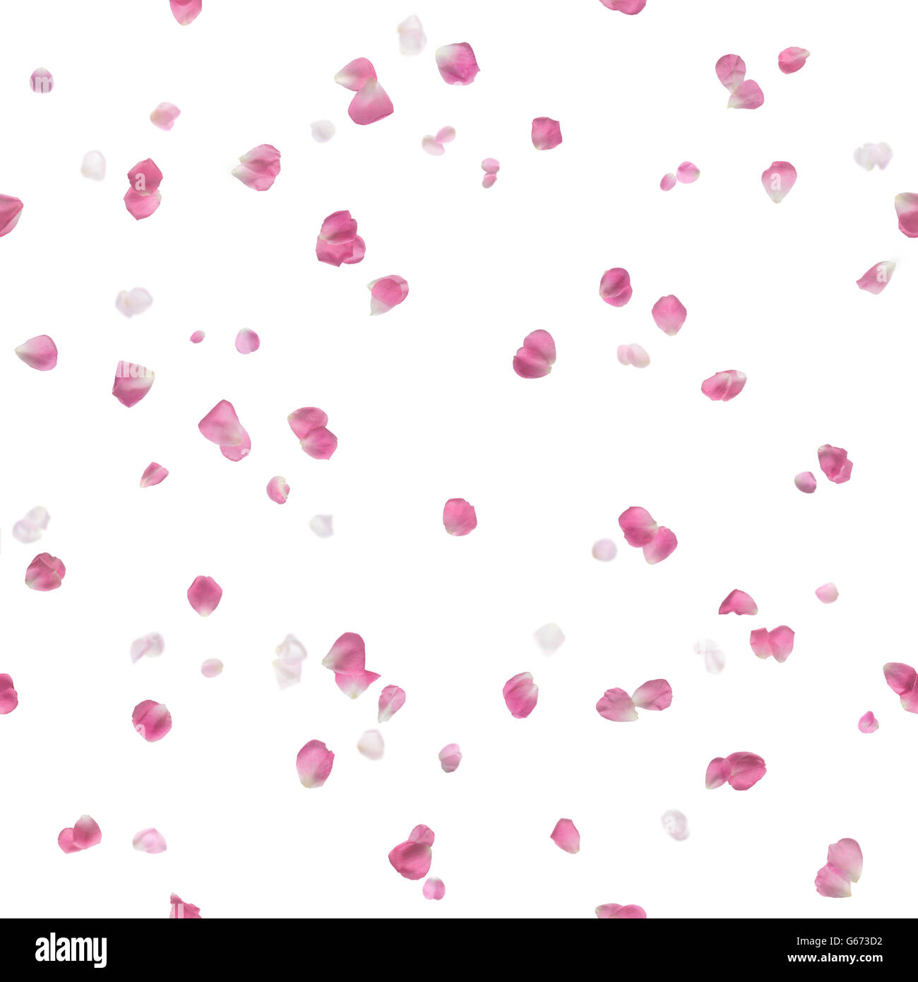 Repeatable floating, scattered, different, pink rose petals, studio ...