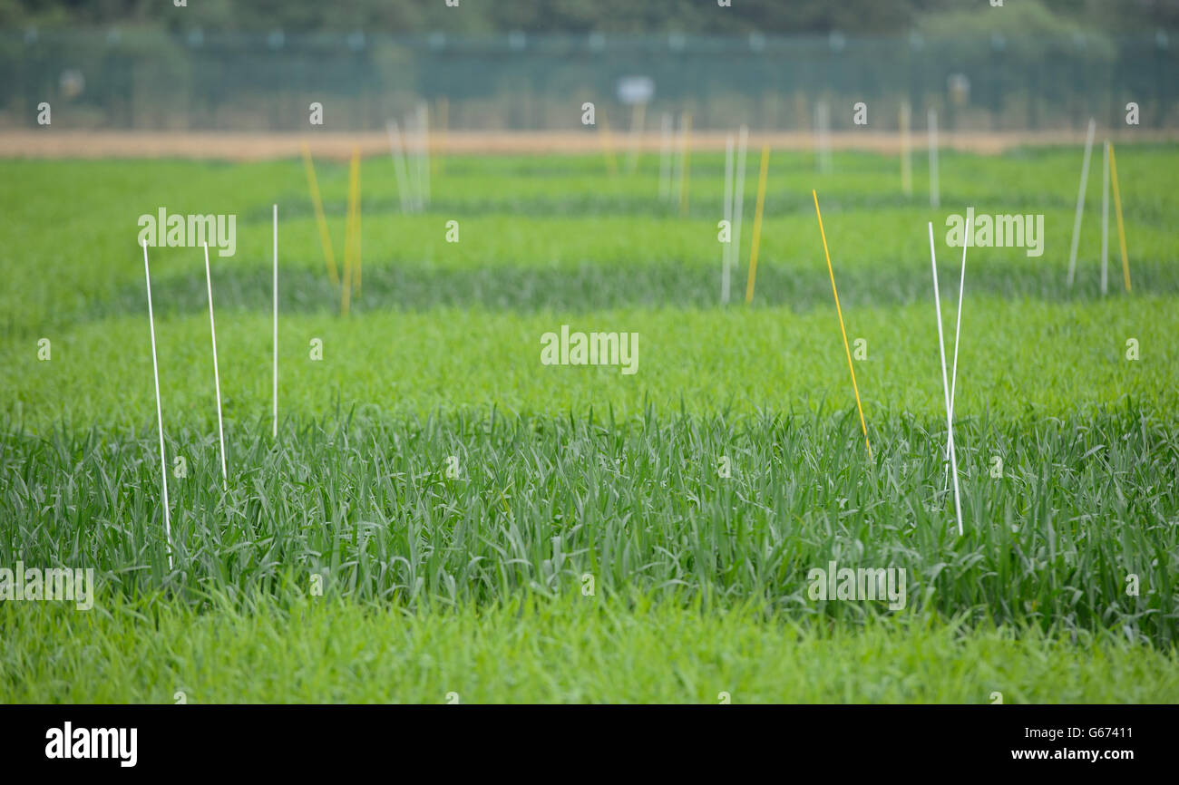 Gm crop research hi-res stock photography and images - Alamy