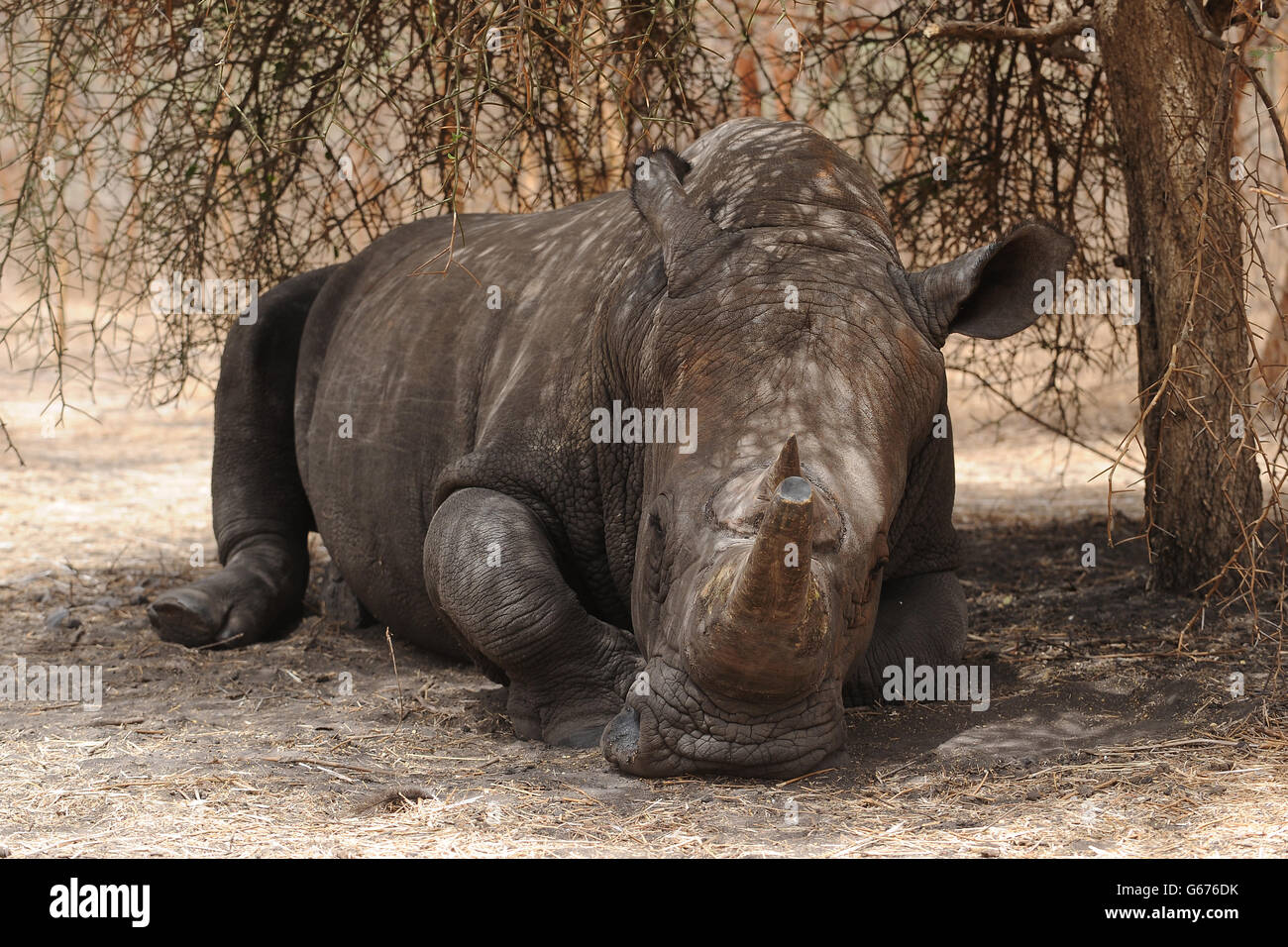 Bandia Animal Reserve Stock Photo - Alamy
