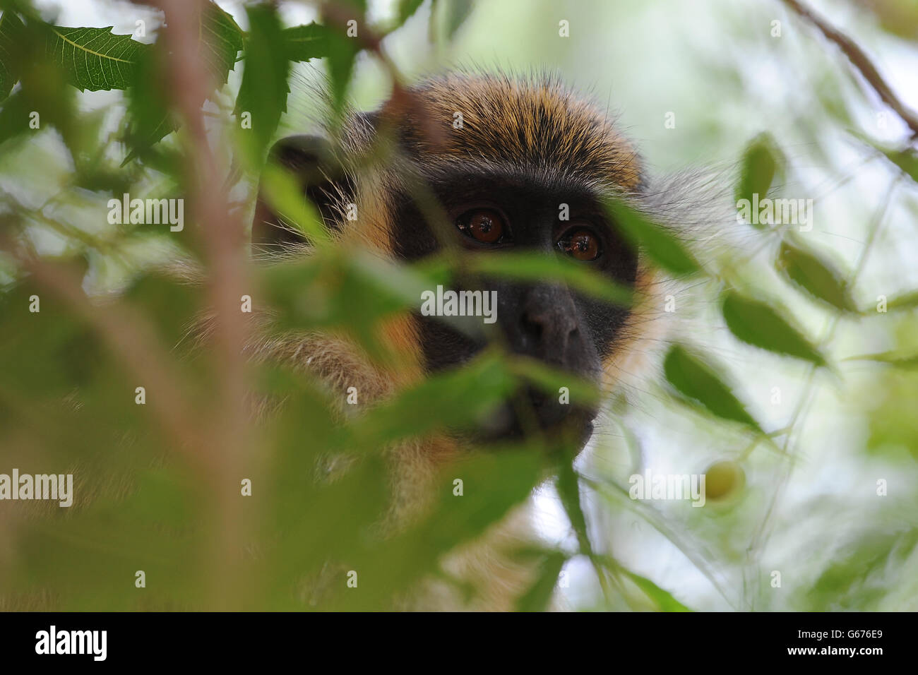 Senegal bandia animal reserve hi-res stock photography and images - Alamy
