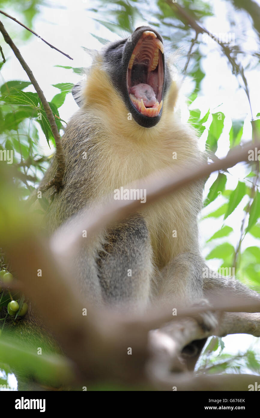 A green vervet monkey rests in a tree at Bandia Animal Reserve, Senegal ...