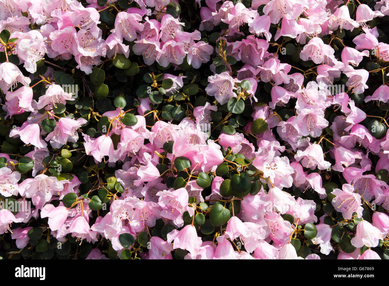 Azalea gardens hi-res stock photography and images - Alamy