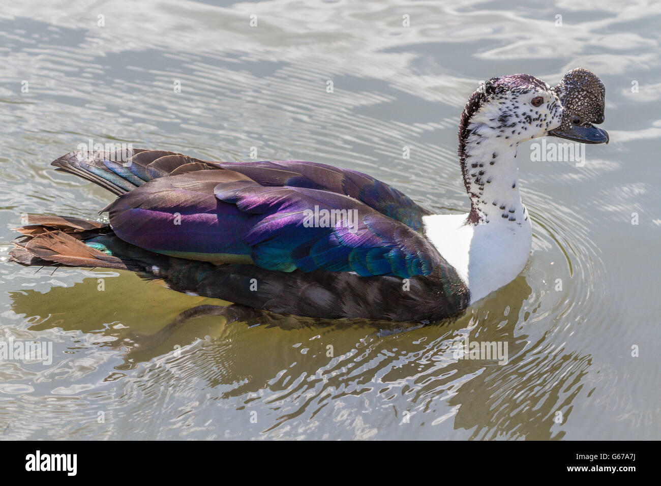 Male comb duck hi-res stock photography and images - Alamy