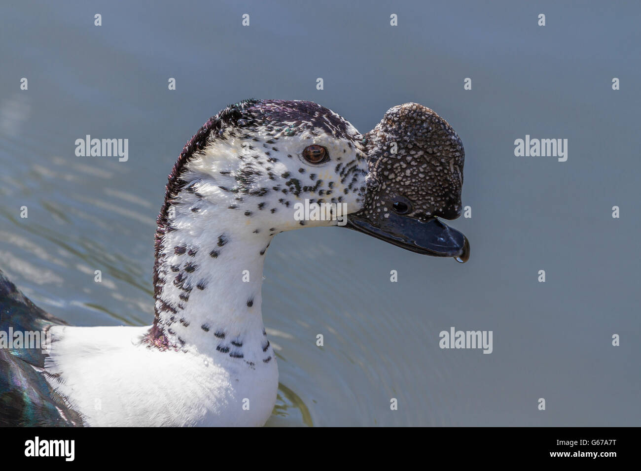 Male comb duck hi-res stock photography and images - Alamy