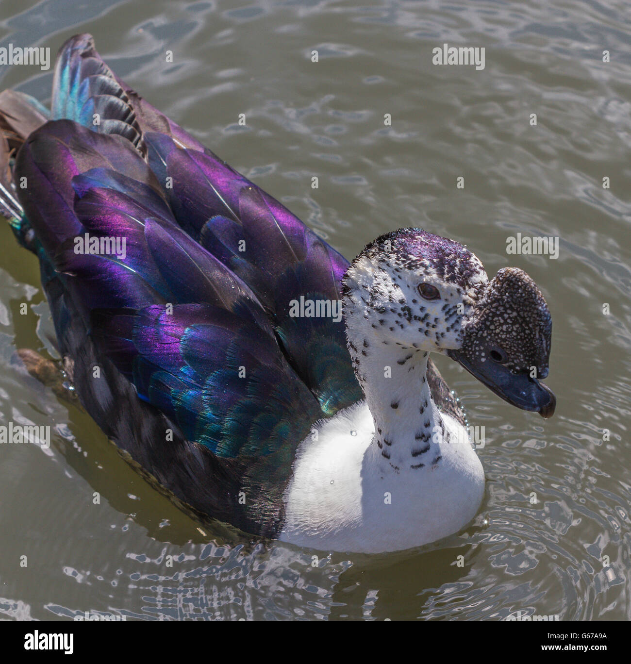 Comb duck swimming hi-res stock photography and images - Alamy