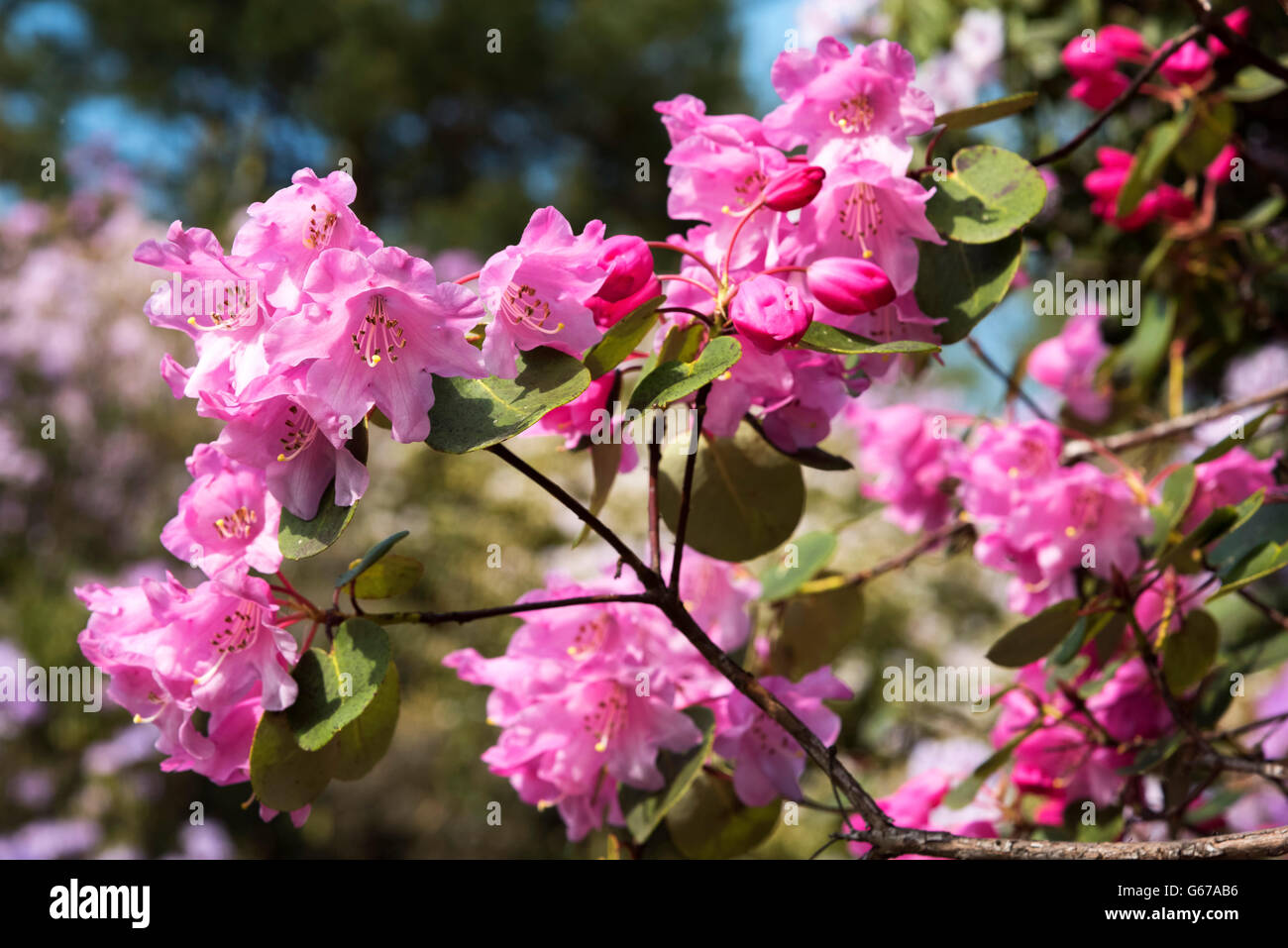 Azalea gardens hi-res stock photography and images - Alamy