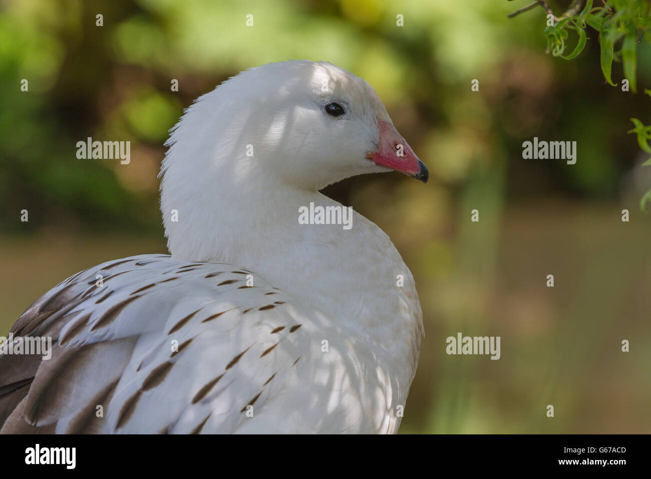 Andean Goose at Slimbridge Stock Photo - Alamy