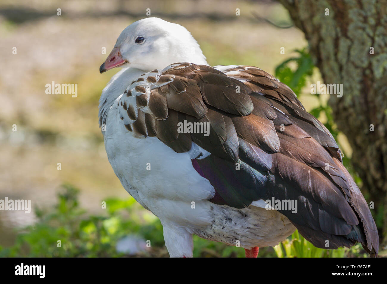 Andean Goose at Slimbridge Stock Photo - Alamy