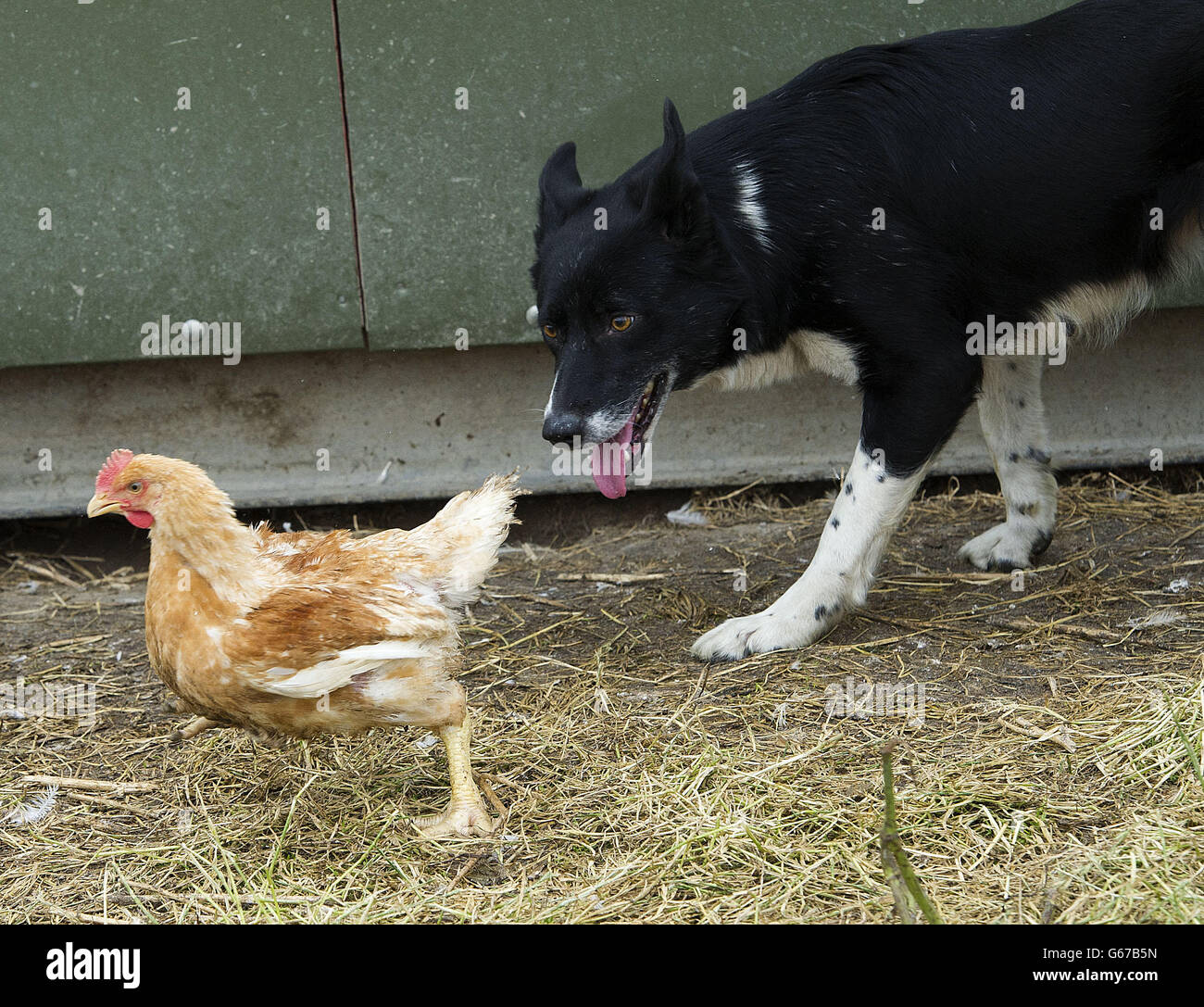 Rhug estate wales hi-res stock photography and images - Alamy
