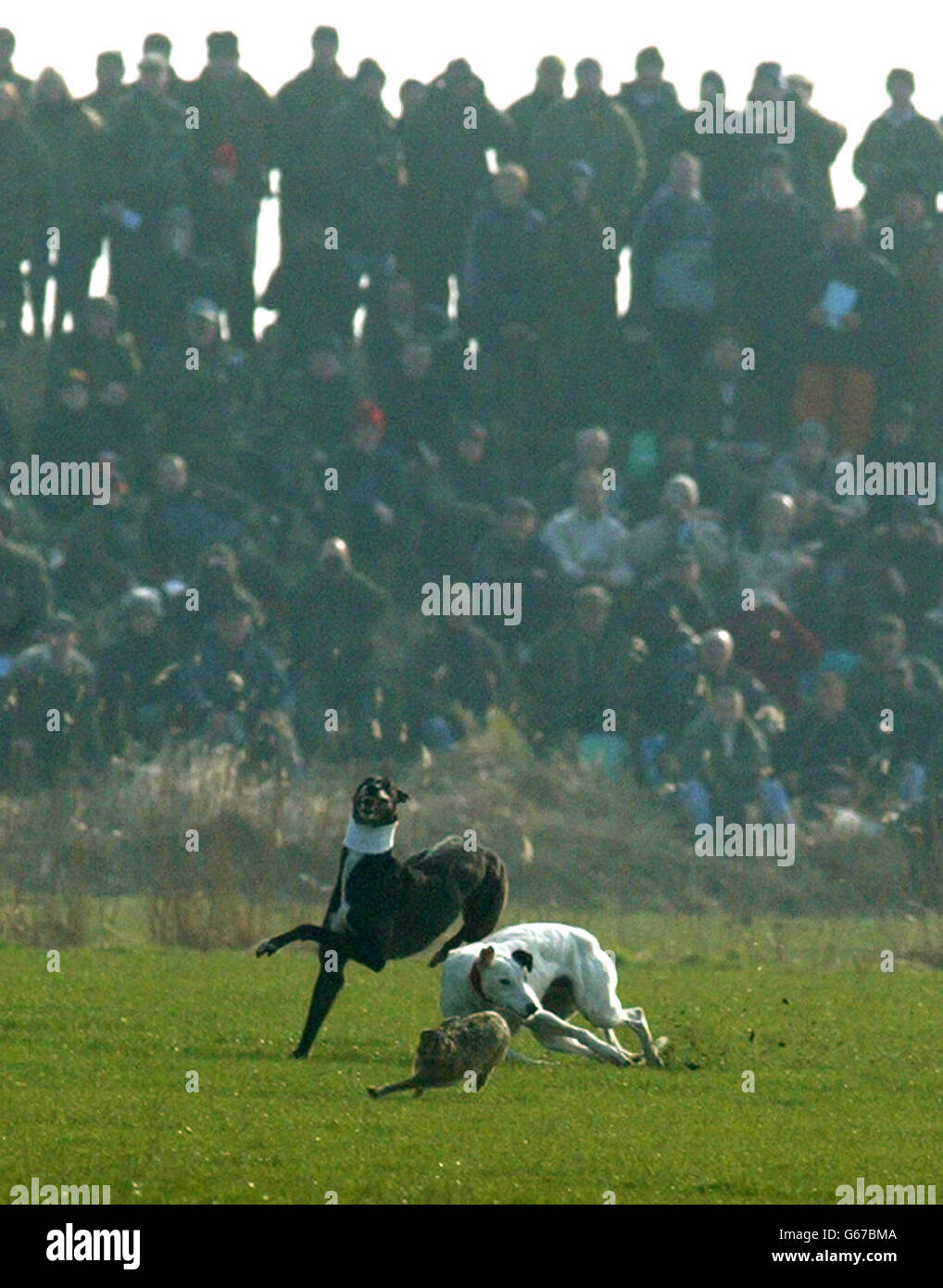The Waterloo Cup - Hunting Stock Photo - Alamy