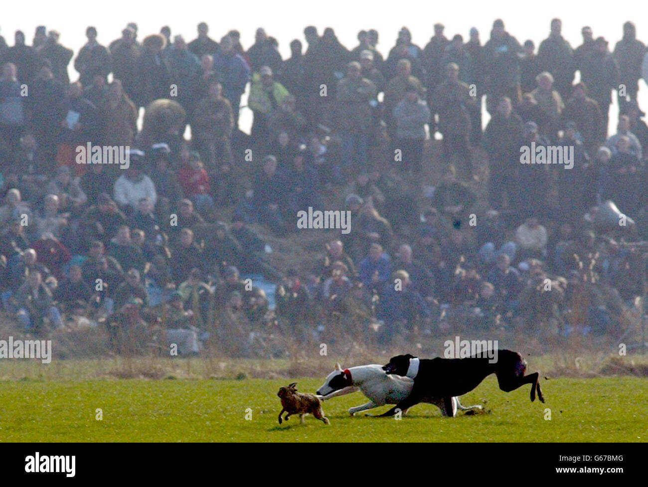The Waterloo Cup - Hunting Stock Photo - Alamy