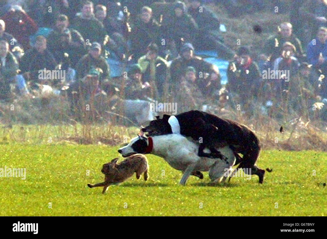 Greyhounds chase after a hare as crowds of spectators look on during ...