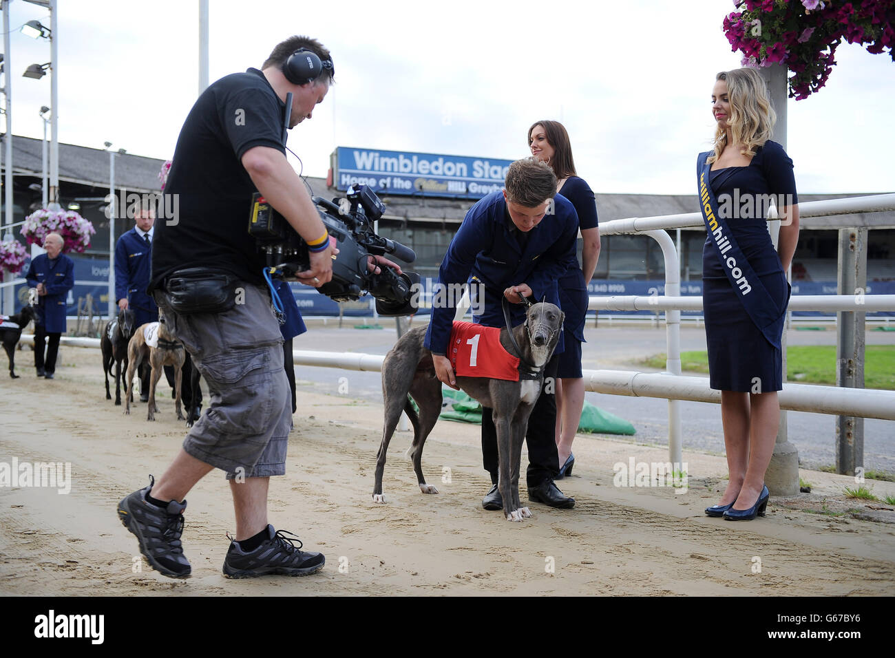 Greyhound Racing - William Hill Derby - Final - Wimbledon Stadium Stock ...