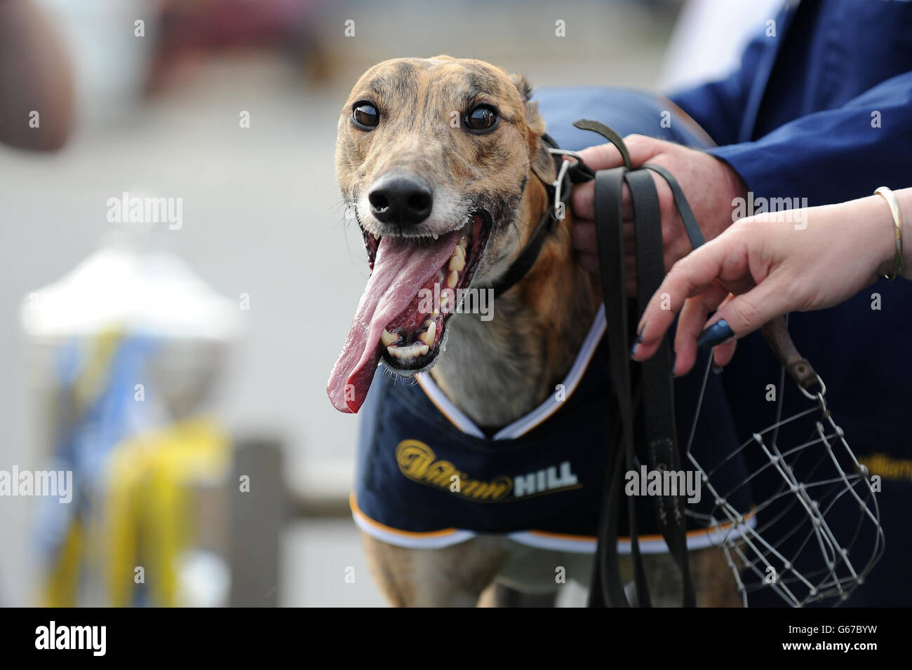 Greyhound Racing - William Hill Derby - Final - Wimbledon Stadium ...