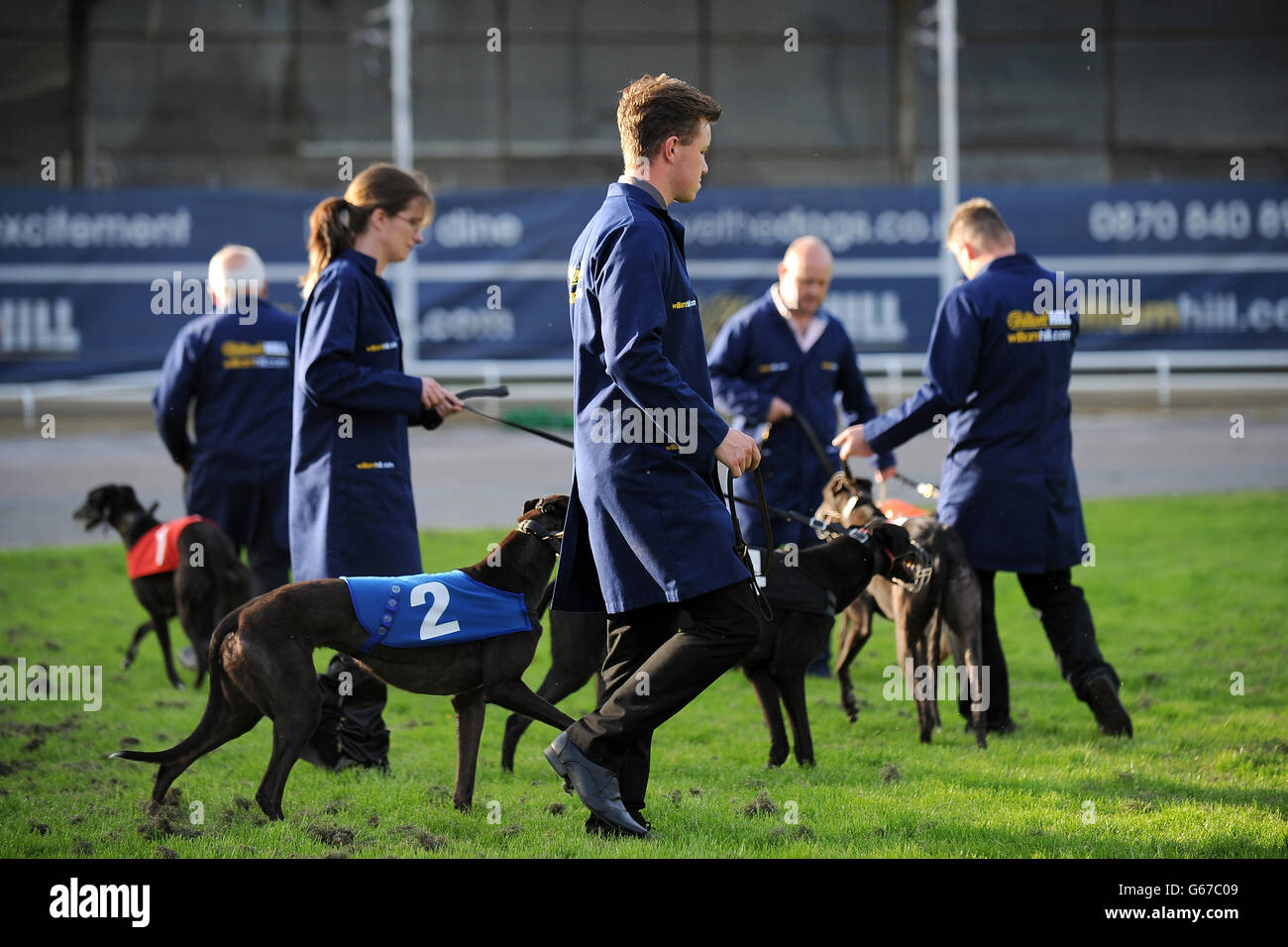 Greyhound Racing - William Hill Derby - Final - Wimbledon Stadium. Dogs ...