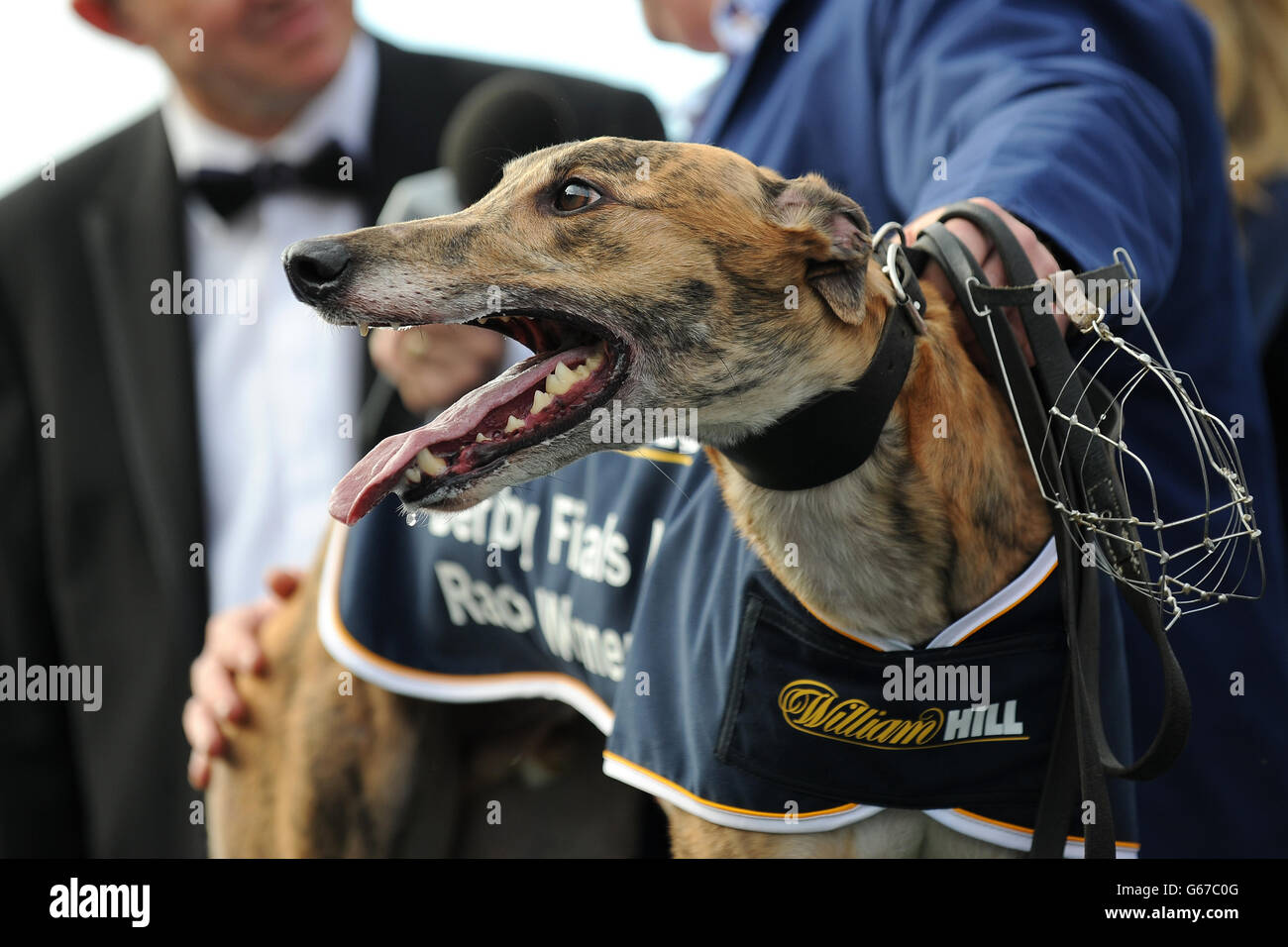 Greyhound Racing - William Hill Derby - Final - Wimbledon Stadium ...