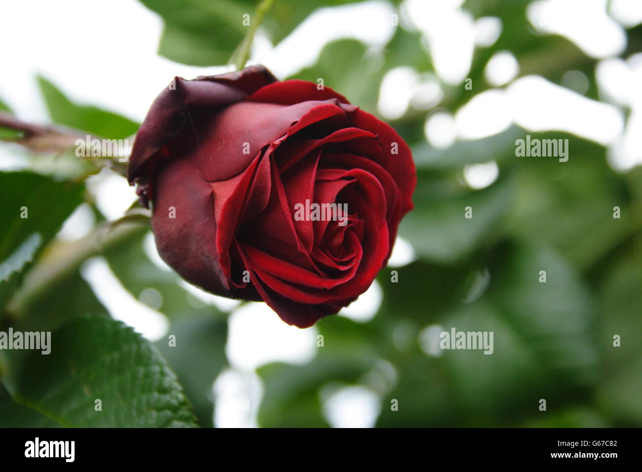 Rose "Black Beauty Stock Photo - Alamy