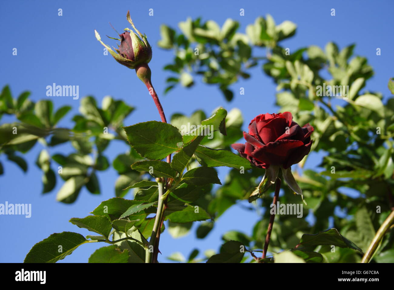 "Black Beauty" Rose Stock Photo - Alamy