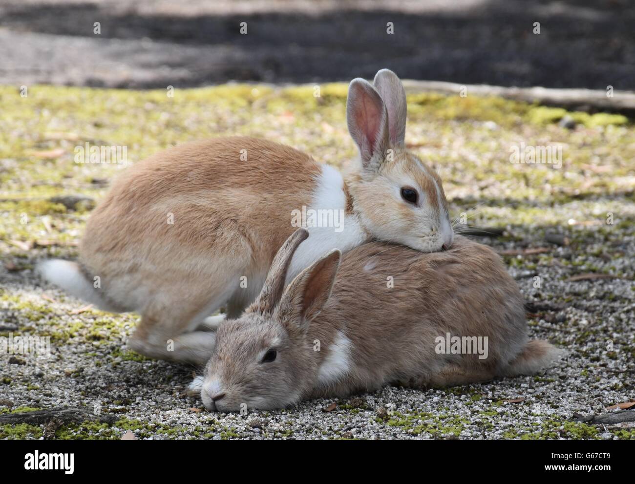 Bunnies Rabbits High Resolution Stock Photography and Images - Alamy